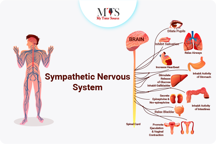 The impacts of sympathetic and parasympathetic nervous system | MTS Blog