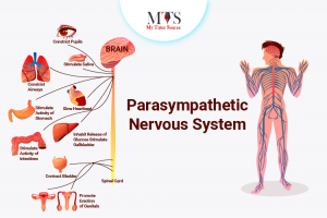 The impacts of sympathetic and parasympathetic nervous system